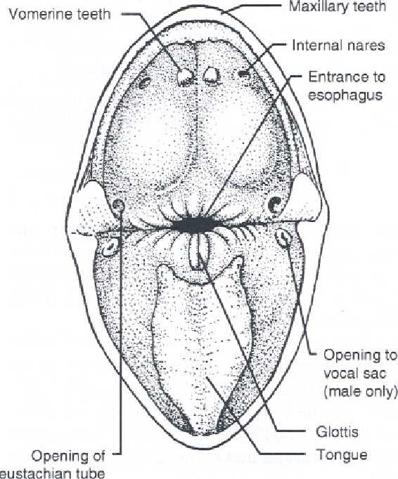 Dissection Of The Frog Dissection Of The Frog